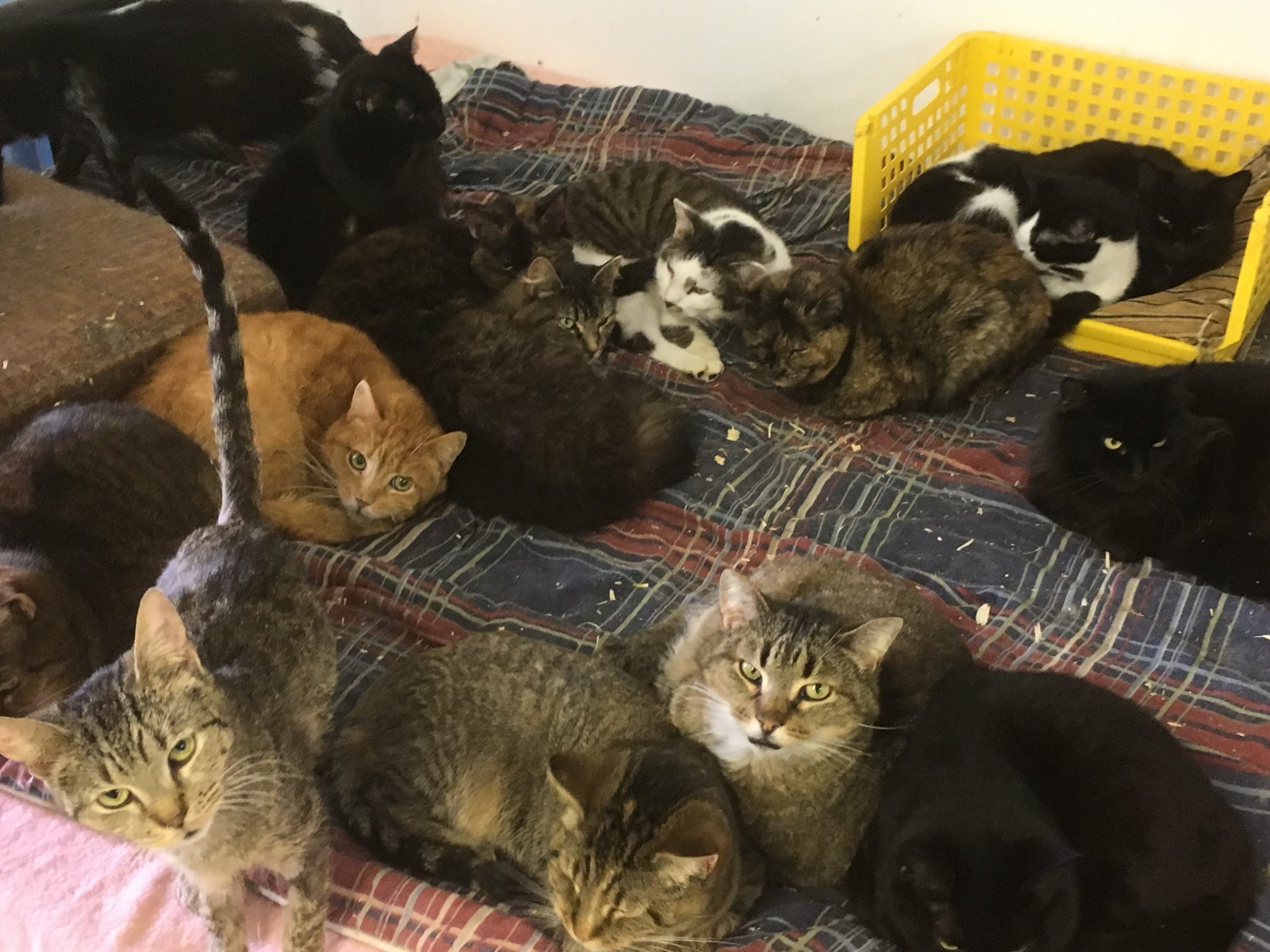 Animal Hoarding: Can We Respond Differently? - Canadian Animal Shelter ...