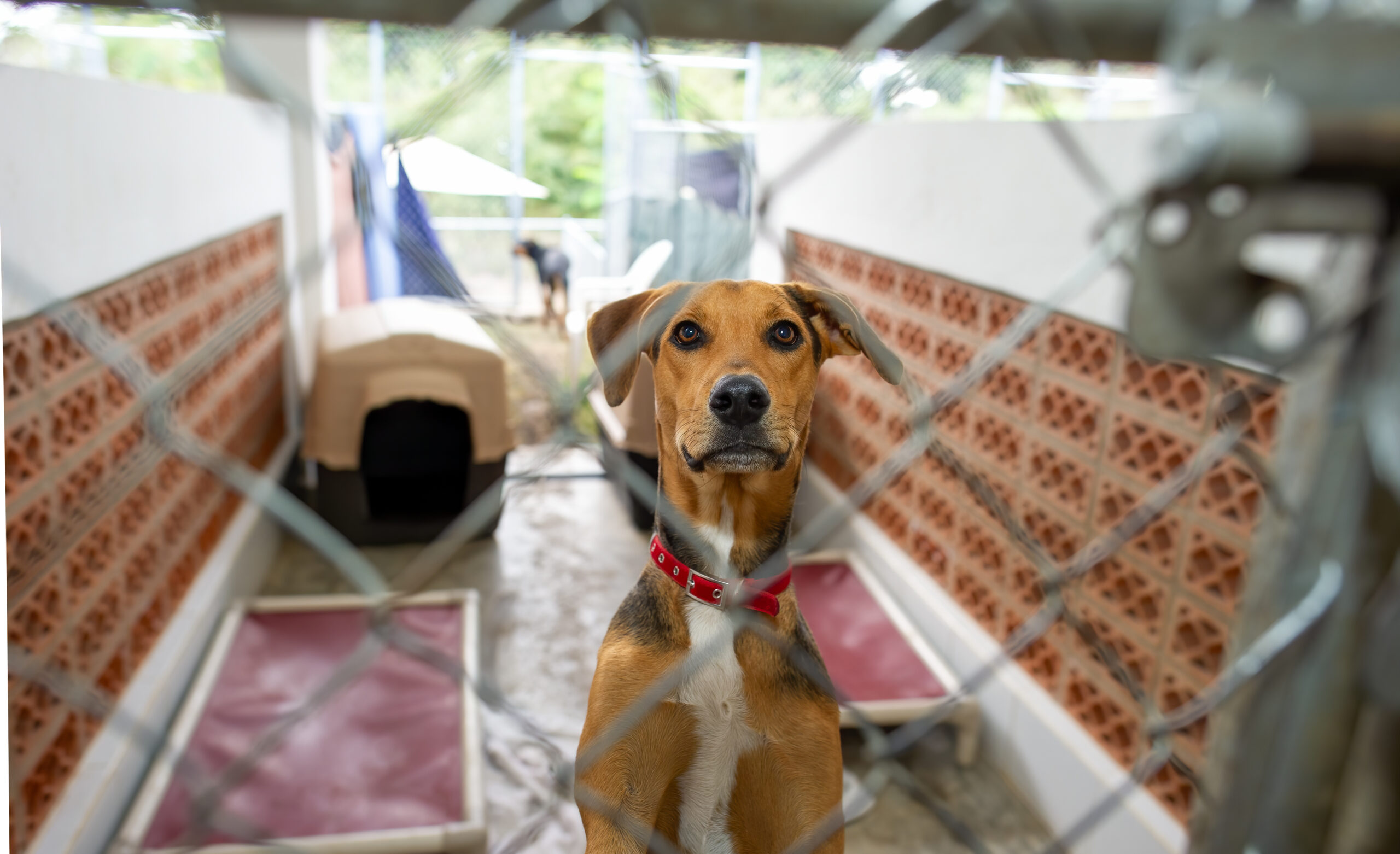 Decreasing Barriers: An Adoption Strategy for Big Dogs in an Open ...